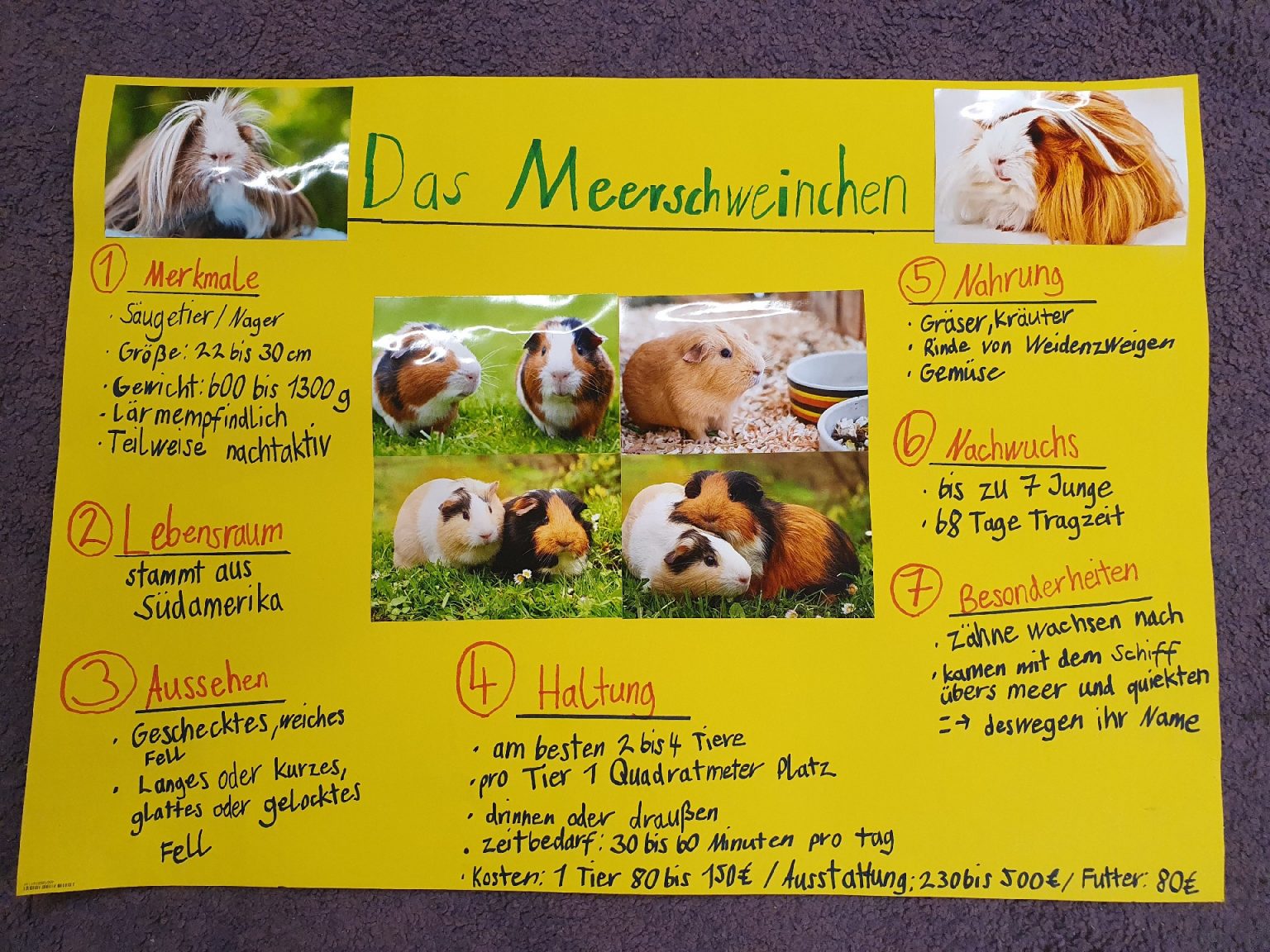 Die 2. Klassen erstellen Plakate zum Thema „Haustiere“ – Grundschule ...